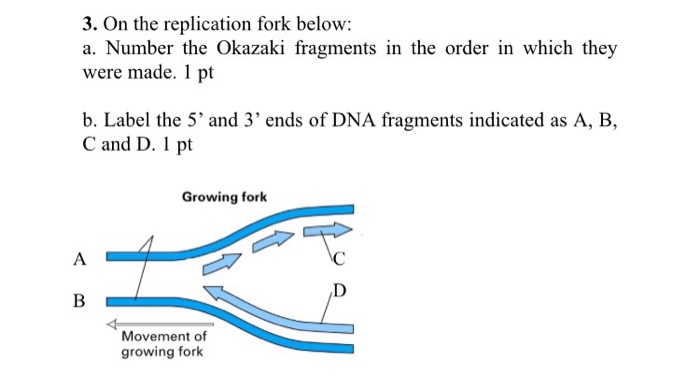 Solved On the replication fork below: Number the Okazaki | Chegg.com