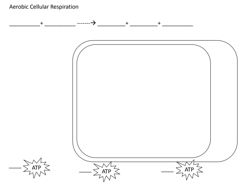 Solved Aerobic Cellular Respiration Activity For this | Chegg.com