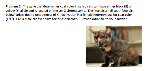 Solved The gene that determines coat color in calico cats | Chegg.com