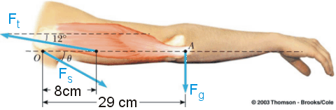 The arm shown above weighs 48.5 N. The force of | Chegg.com