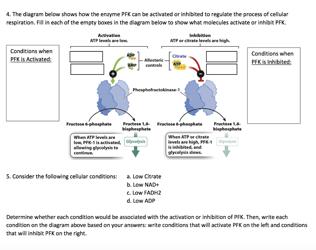 Solved 4. The diagram below shows how the enzyme PFK can be | Chegg.com