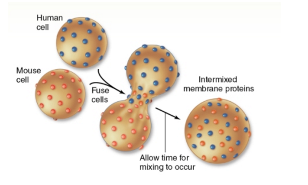 Solved Based on the figure, what would the cell look like if | Chegg.com