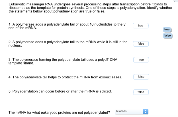 Solved Eukaryotic messenger RNA undergoes several processing | Chegg.com