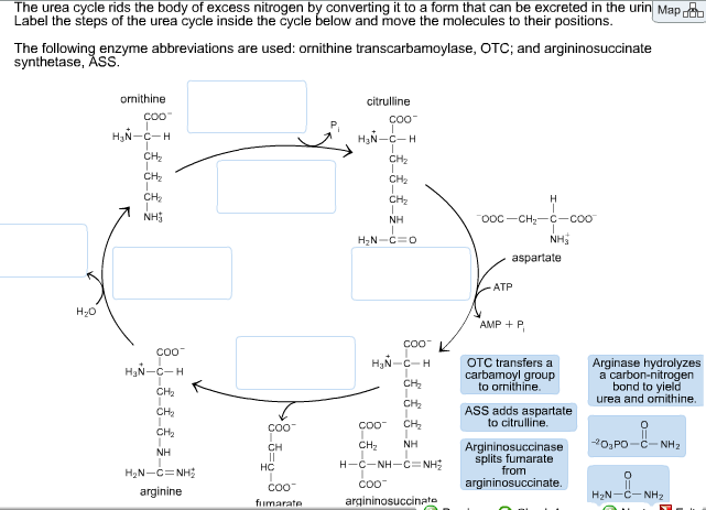 Solved The urea cycle rids the body of excess nitrogen by | Chegg.com