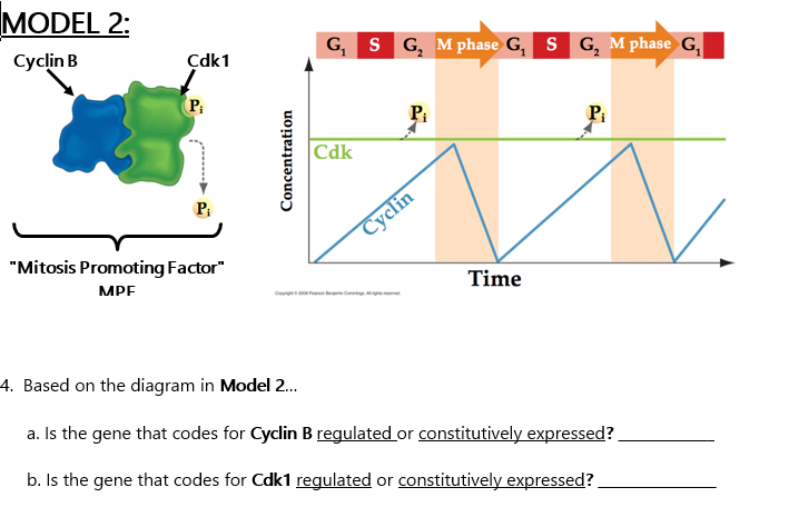 Solved MODEL 2 G, S G, G, S G GI M phase M phase Cyclin B | Chegg.com