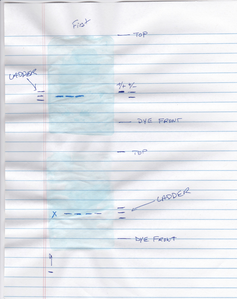 Solved based on this what is the genotype for the Alu insert | Chegg.com