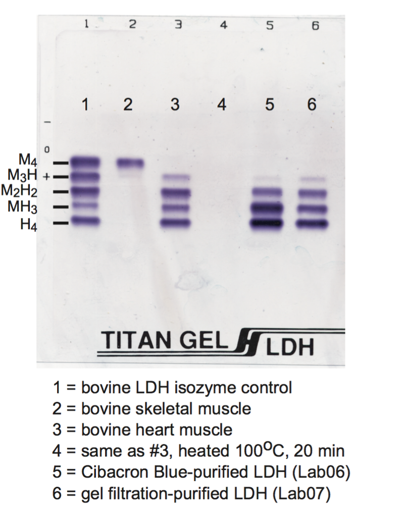 Solved 2 3 4 6 1 2 3 45 6 0 MH3 TITAN GELHLDH 1bovine LDH | Chegg.com
