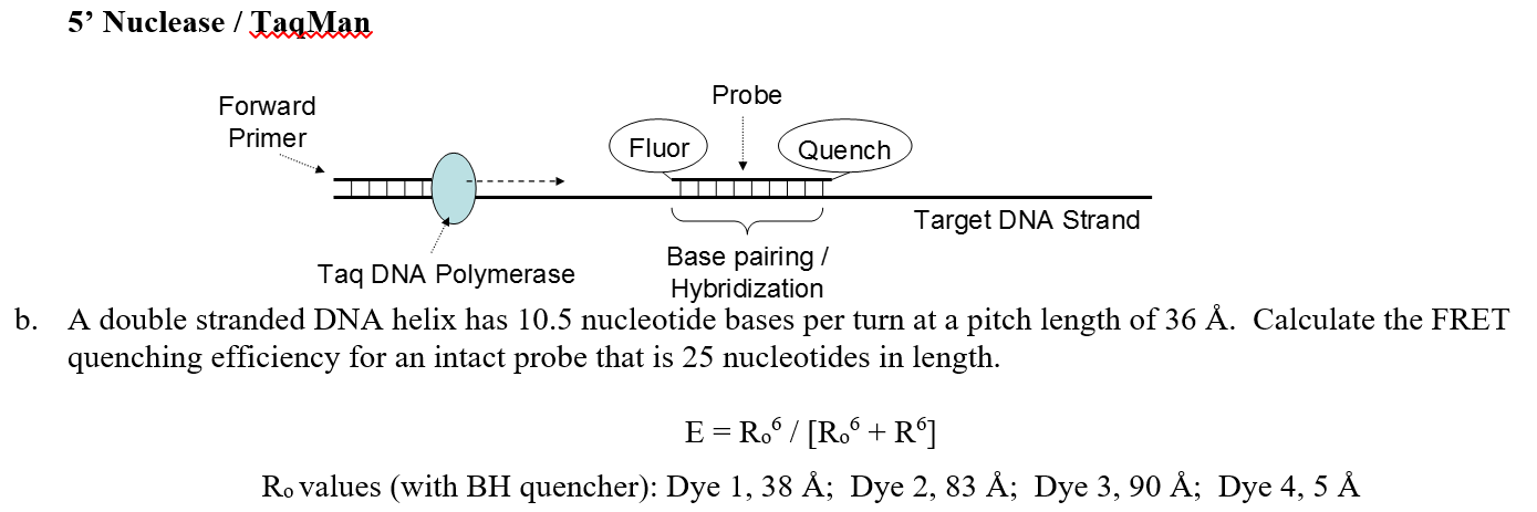 Solved TaqMan: A double stranded DNA helix has 10.5 | Chegg.com