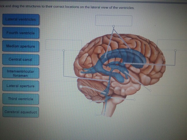 Median And Lateral Apertures