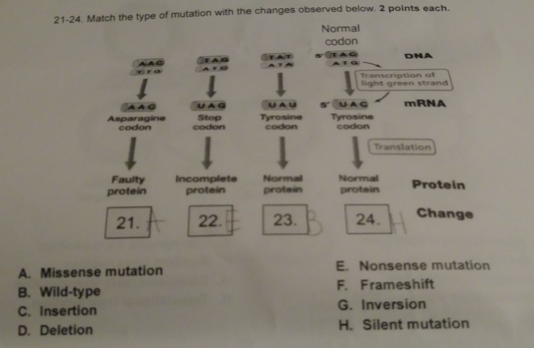Solved 21-24. Match the type of mutation with the changes | Chegg.com