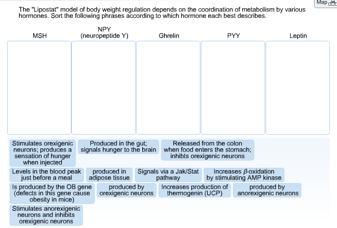 Solved The "Lipostat" model of body weight regulation | Chegg.com