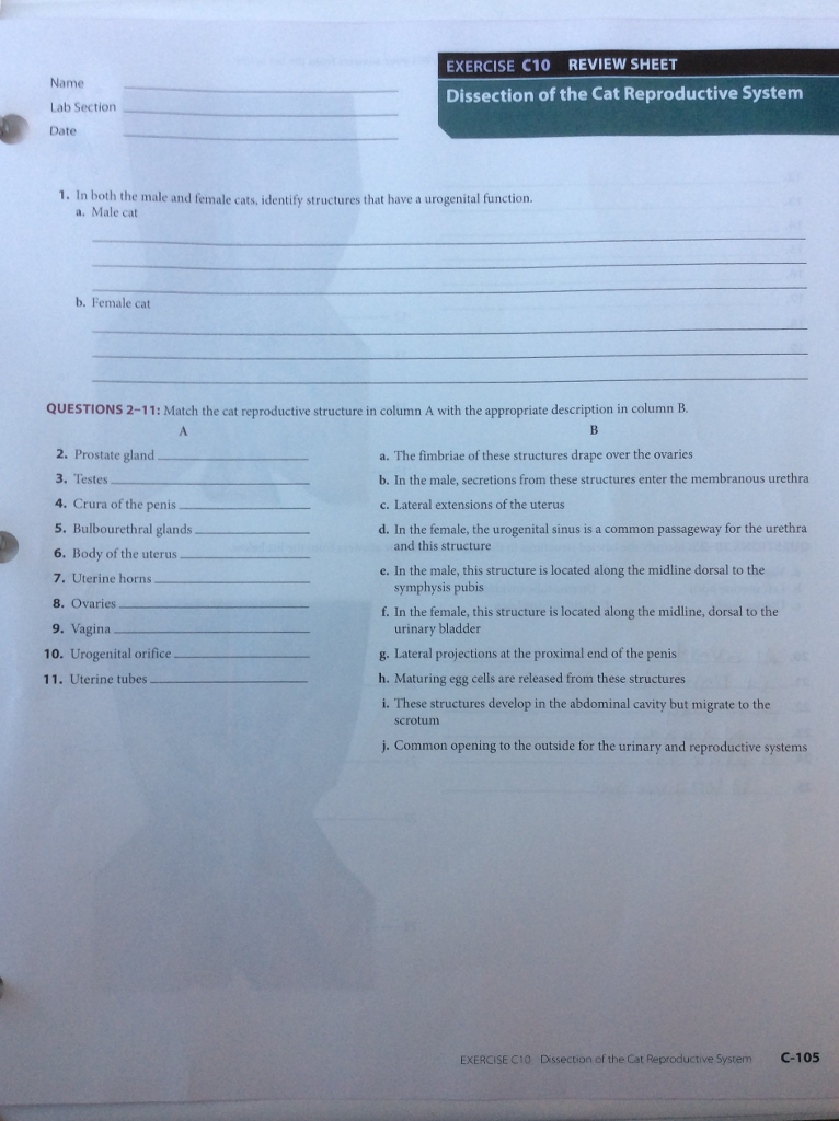Solved Name EXERCISE C10 REVIEW SHEET Dissection of the Cat | Chegg.com