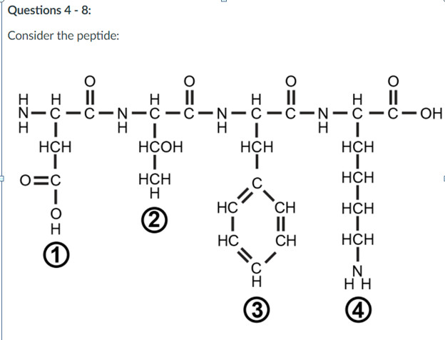 Solved Questions 4 8 Consider The Peptide Hch Hch Hch Hch