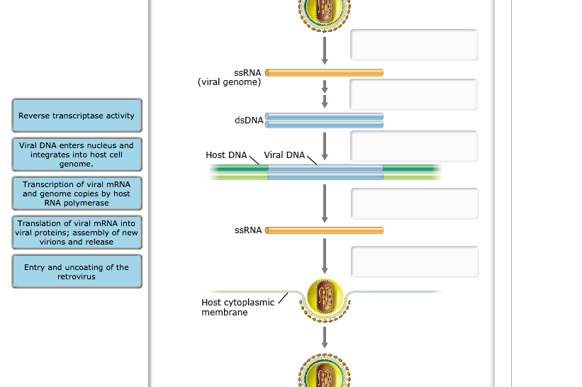 Retrovirus Diagram