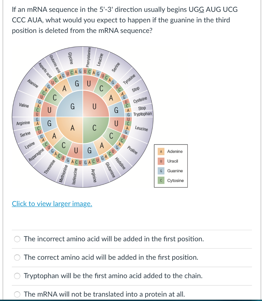 Solved If an mRNA sequence in the 5'-3' direction usually | Chegg.com