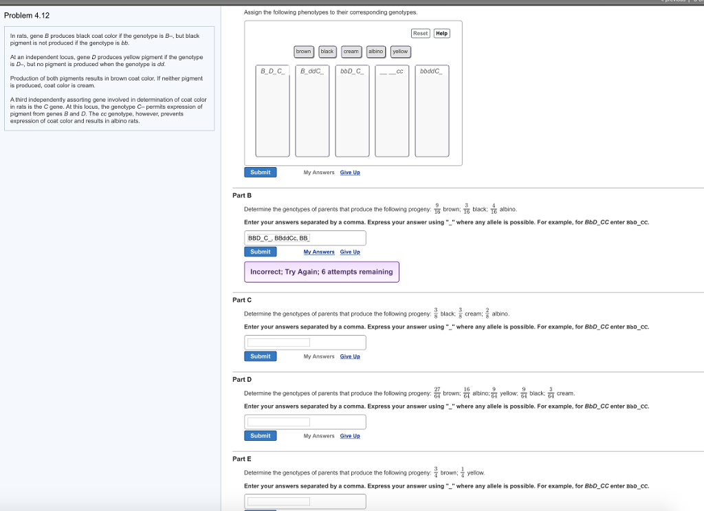 Solved In rats, gene B produces black coat color if the | Chegg.com