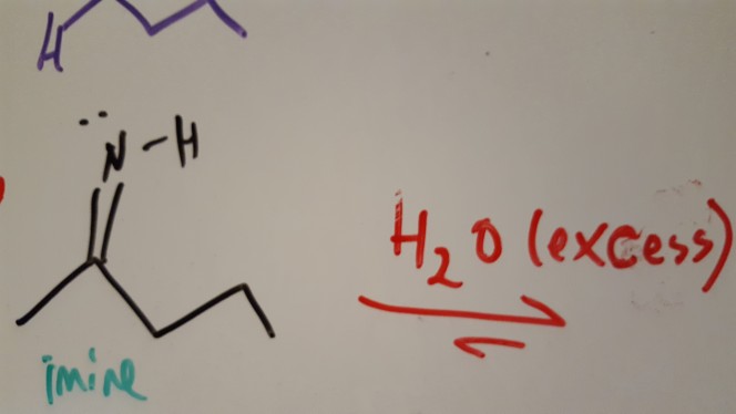 Solved N -H H20 (exce») | Chegg.com
