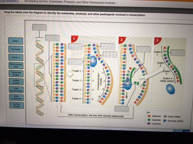 Solved Drag the labels onto the diagram to identify the | Chegg.com