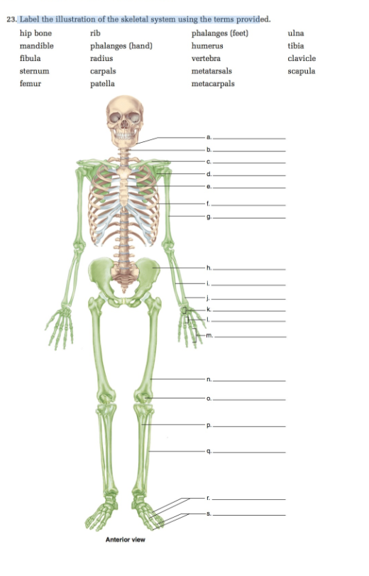 34 Label The Skeletal System Label Design Ideas 2020