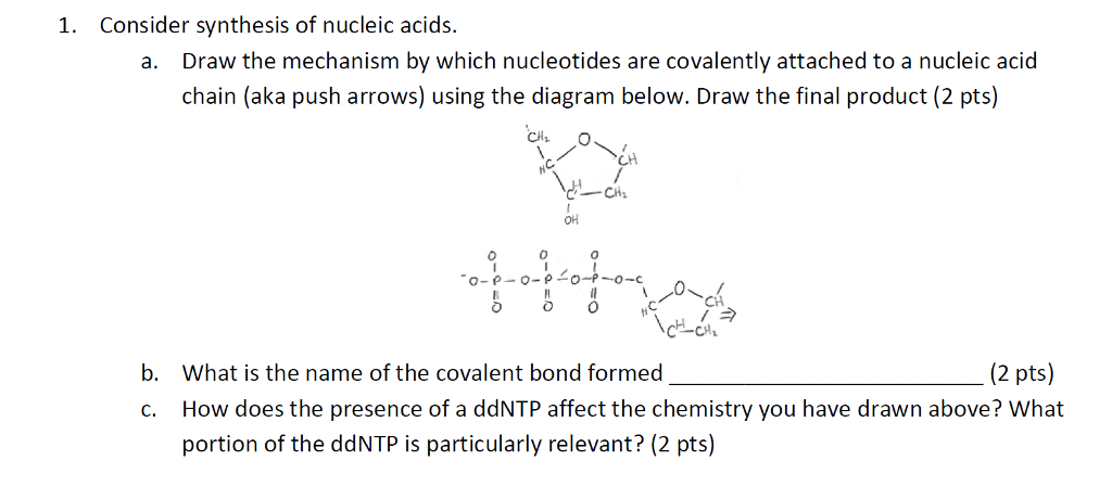 Solved 1. Consider synthesis of nucleic acids. Draw the | Chegg.com