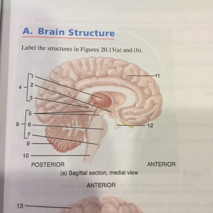 Solved Label the structures in Figures 20.15(a) and (b). | Chegg.com