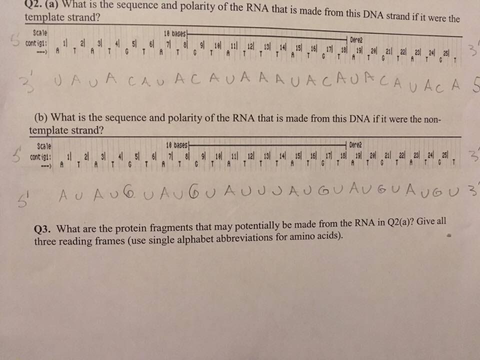 Solved What is the sequence and polarity of the RNA that is | Chegg.com