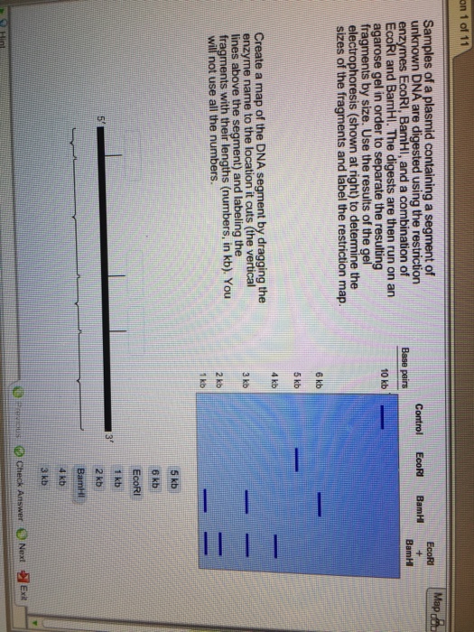Solved Samples of a plasmid containing a segment of unknown | Chegg.com