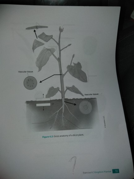 Solved Vascular tissue Vascuiar tesue Figure 6.2: Gross | Chegg.com