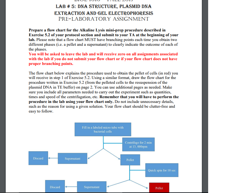 Solved LAB # 5: DNA STRUCTURE, PLASMID DNA EXTRACTION AND | Chegg.com