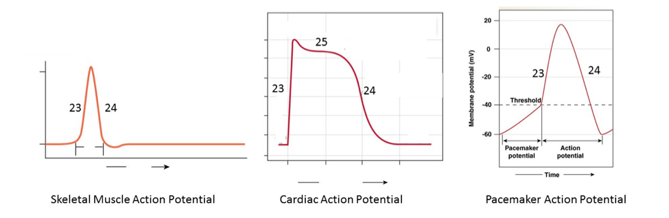 Solved 12. How are the action potentials converted to Ca++ | Chegg.com