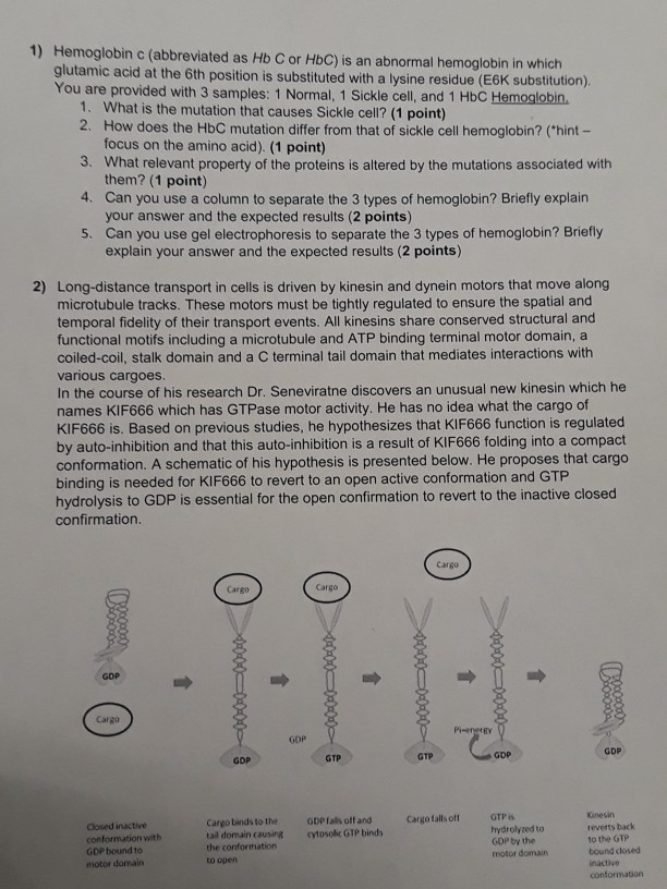 Solved 1) Hemoglobin c (abbreviated as Hb C or HbC) is an | Chegg.com