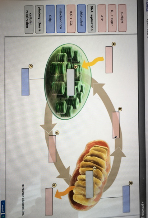 Solved sunlight O2 + sugar ATP DNA replication chloroplast | Chegg.com