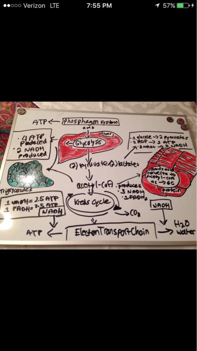 Solved DRAW BY HAND a metabolic map image by yourself. Find | Chegg.com