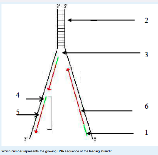 Solved Which Number Represents The Growing DNA Sequence Of Chegg solved-which-number-represents-the-growing-dna-sequence-of-chegg