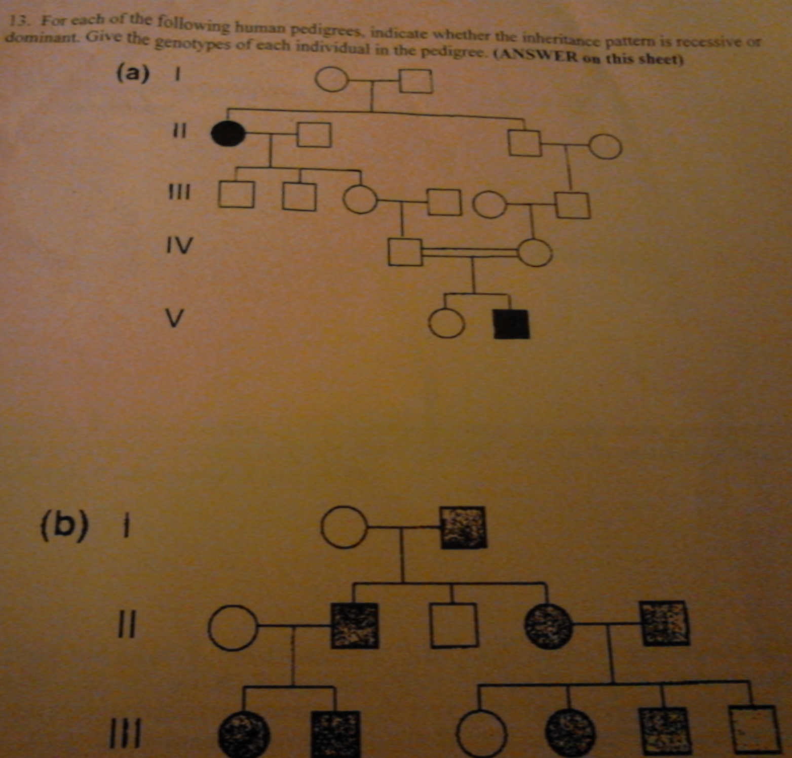 Solved 13. For each of the following human pedigrees, | Chegg.com Solved 13. For each of the following human pedigrees, | Chegg.com