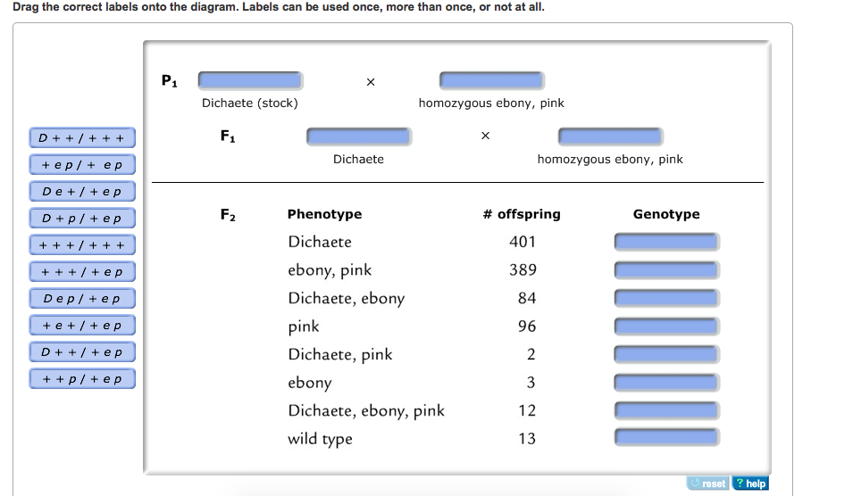 Solved In Drosophila, Dichaete (D) is a mutation on | Chegg.com