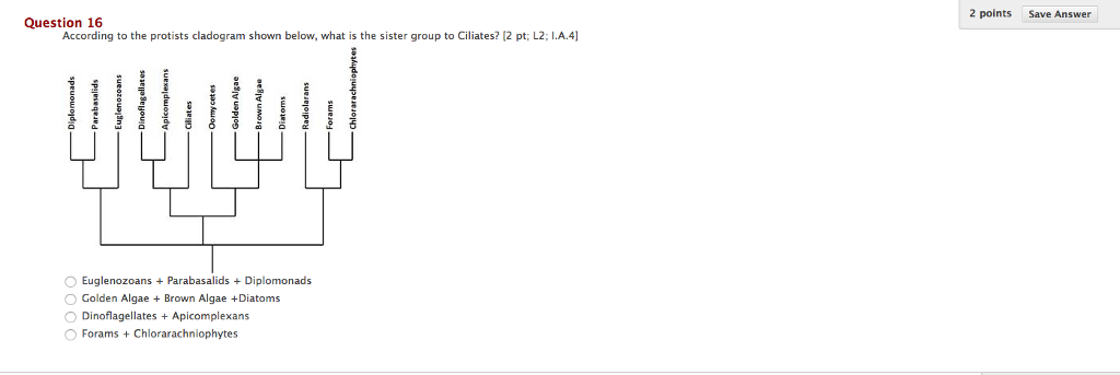 Solved According to the protists cladogram shown below, what | Chegg.com