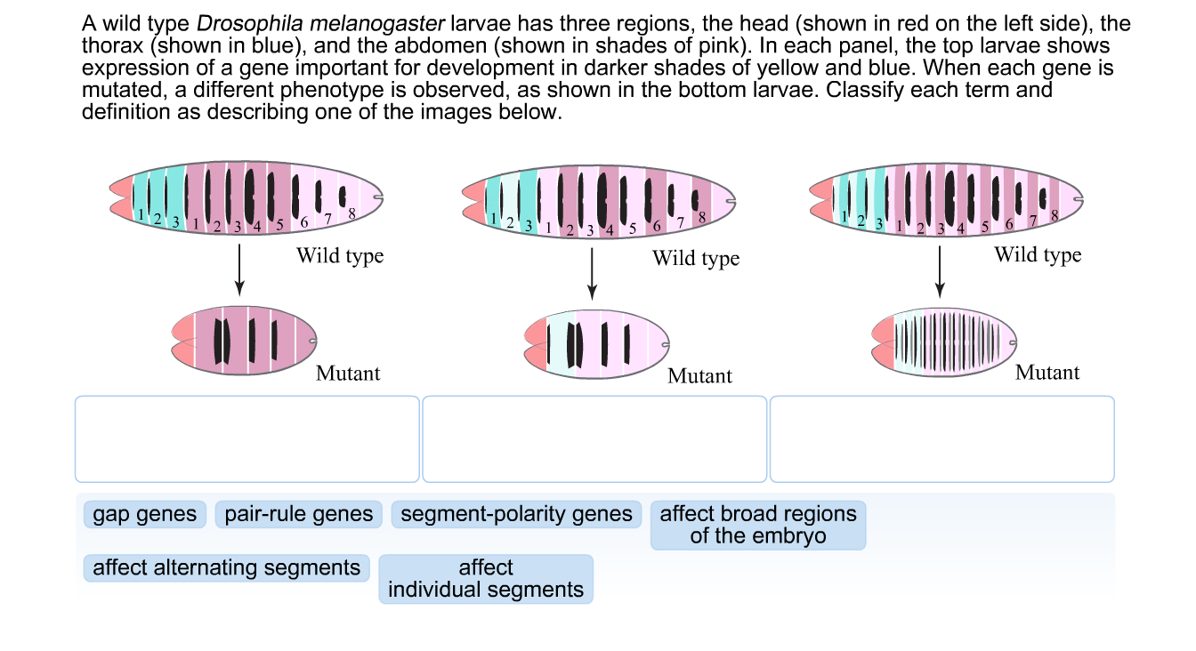 Solved A wild type Drosophila melanogaster larvae has three | Chegg.com