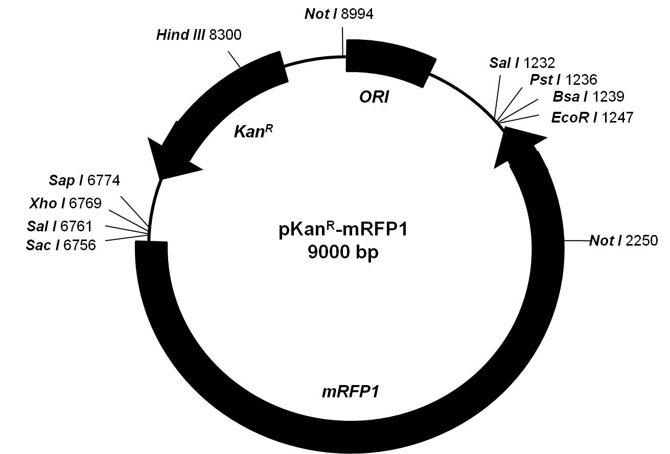 Solved A student sub cloned the mRFP1 gene from pkanR-mRFP1 | Chegg.com