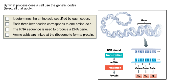 Solved DNA repair is necessary for normal gene function. | Chegg.com