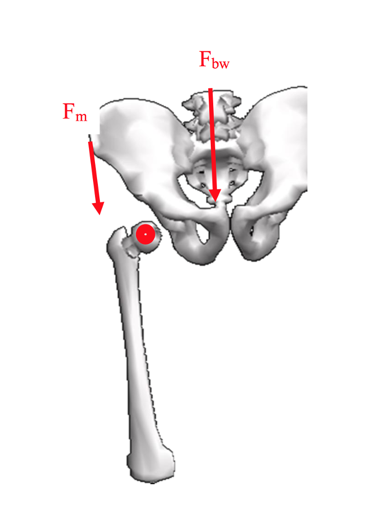 Assuming this position is in static equilibrium, use | Chegg.com