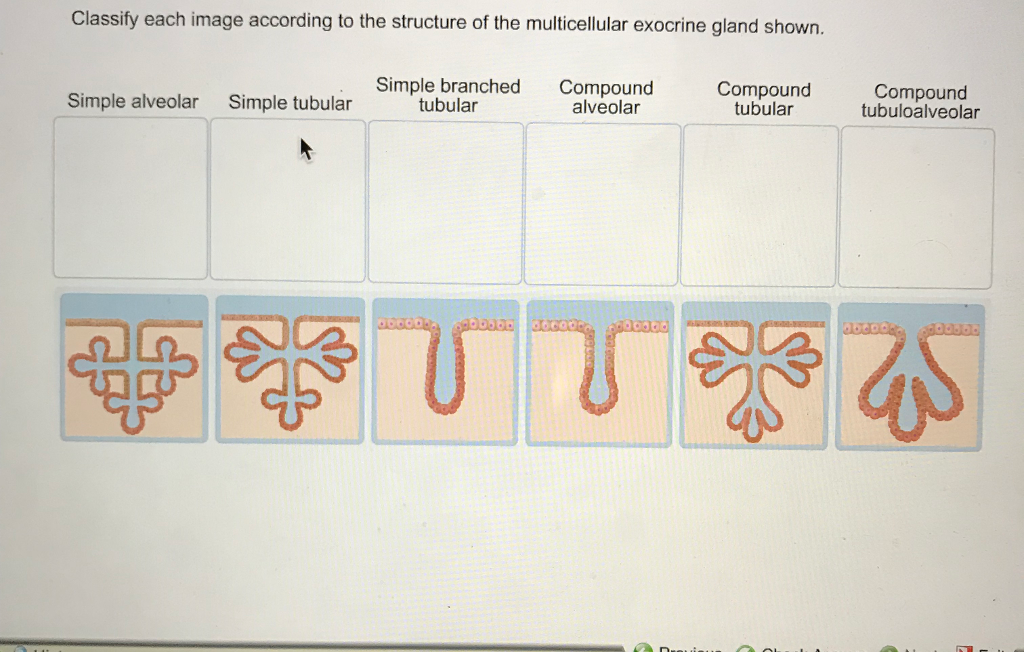Solved Classify each image according to the structure of the | Chegg.com