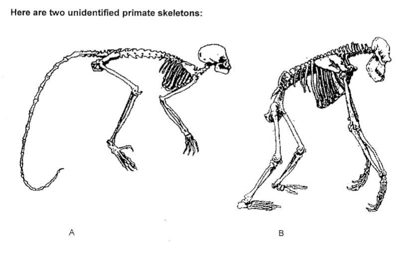 Solved We've been discussing the primates and their | Chegg.com
