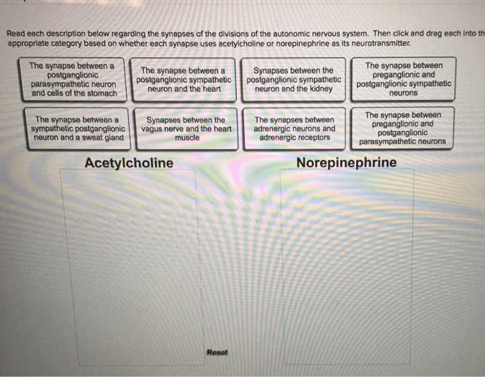 Solved Read each description below regarding the synapses of | Chegg.com