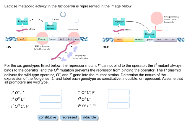 Solved Lactose metabolic activity in the lac operon is | Chegg.com