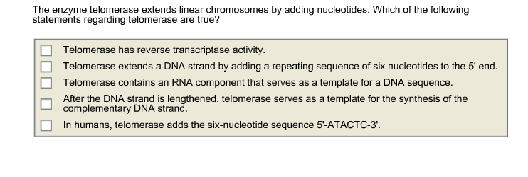 Telomerase Enzyme