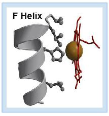 Solved The image below shows the F helix (with a selection | Chegg.com