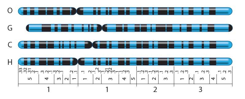 Solved Human chromosome 5 and the corresponding chromosomes | Chegg.com