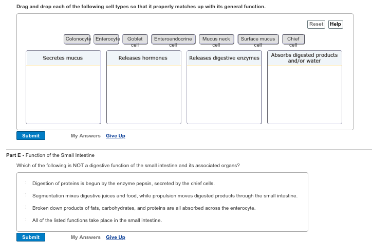 Solved Drag and drop each of the following cell types so | Chegg.com