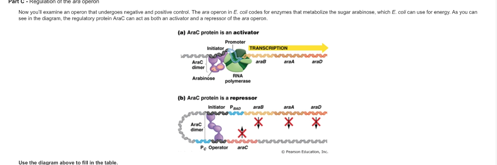 In The Diagram Below Of The Ara Operon What Is The Sugar Composition Of ...